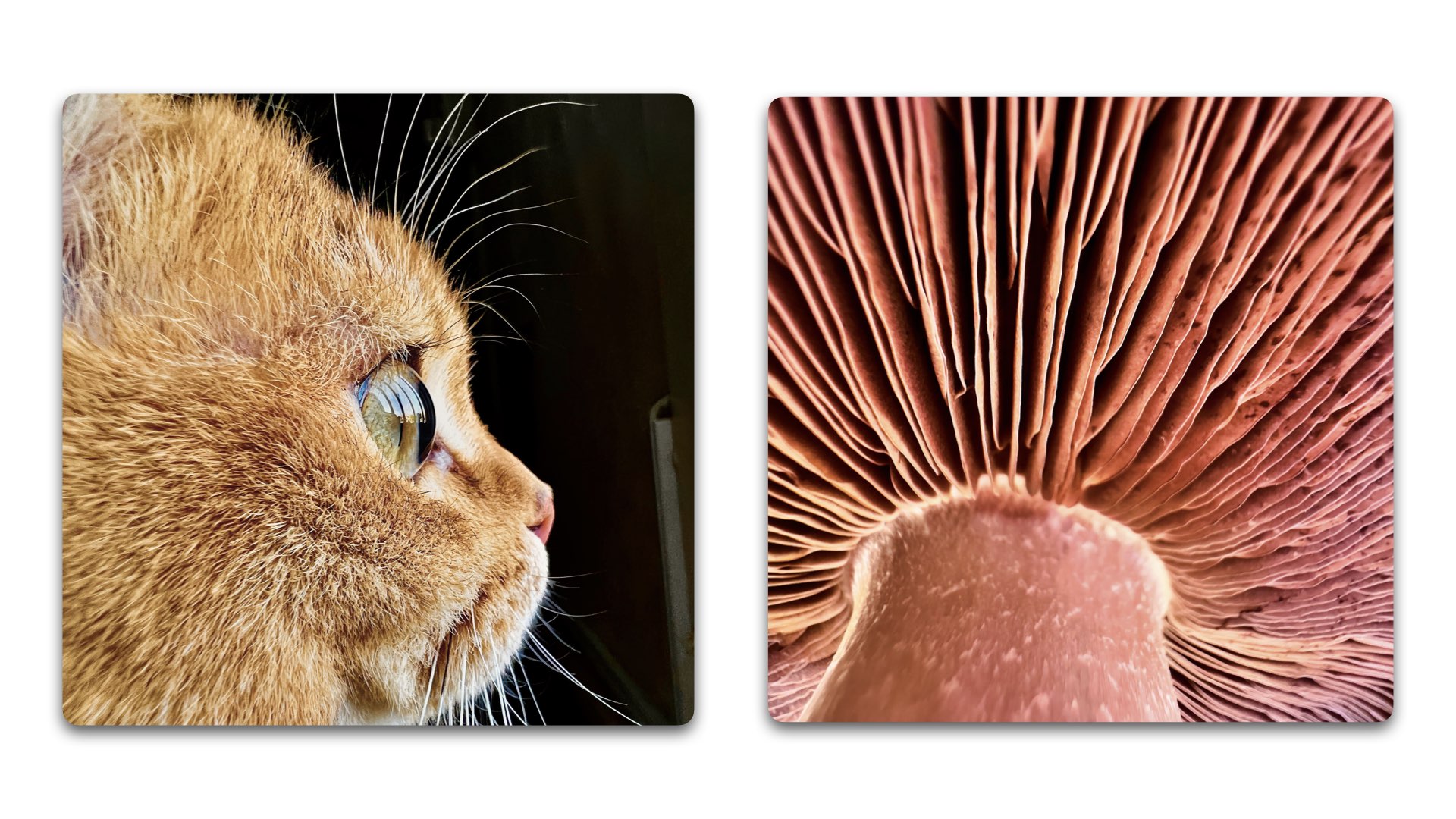 Macro-Challenge-Apple.002 | Techcetera